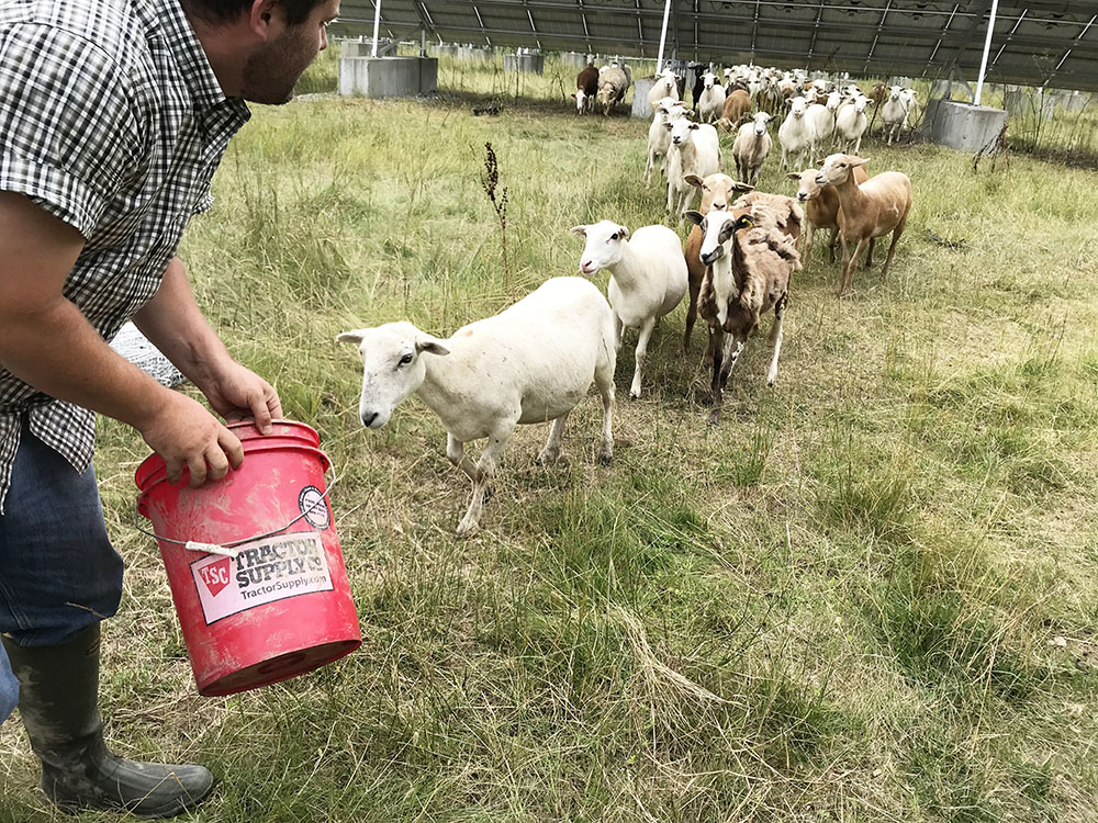 Sheep may safely graze – at College solar array | Saint Michael's College