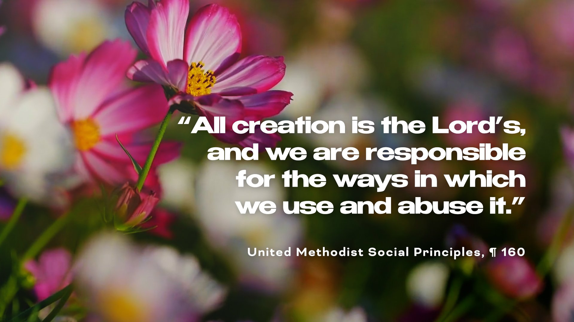 Principle Seven: Care for God’s Creation | Saint Michael's College