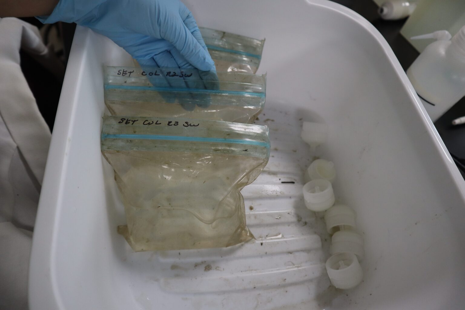 Algae: Problem or panacea? Summer research flips approach to water ...