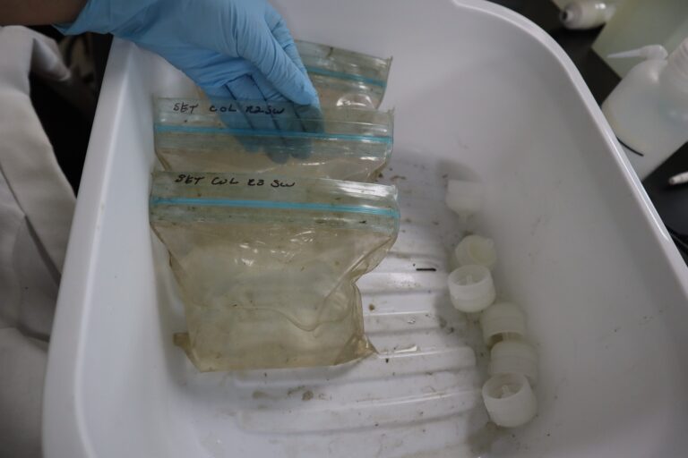 Algae: Problem or panacea? Summer research flips approach to water ...