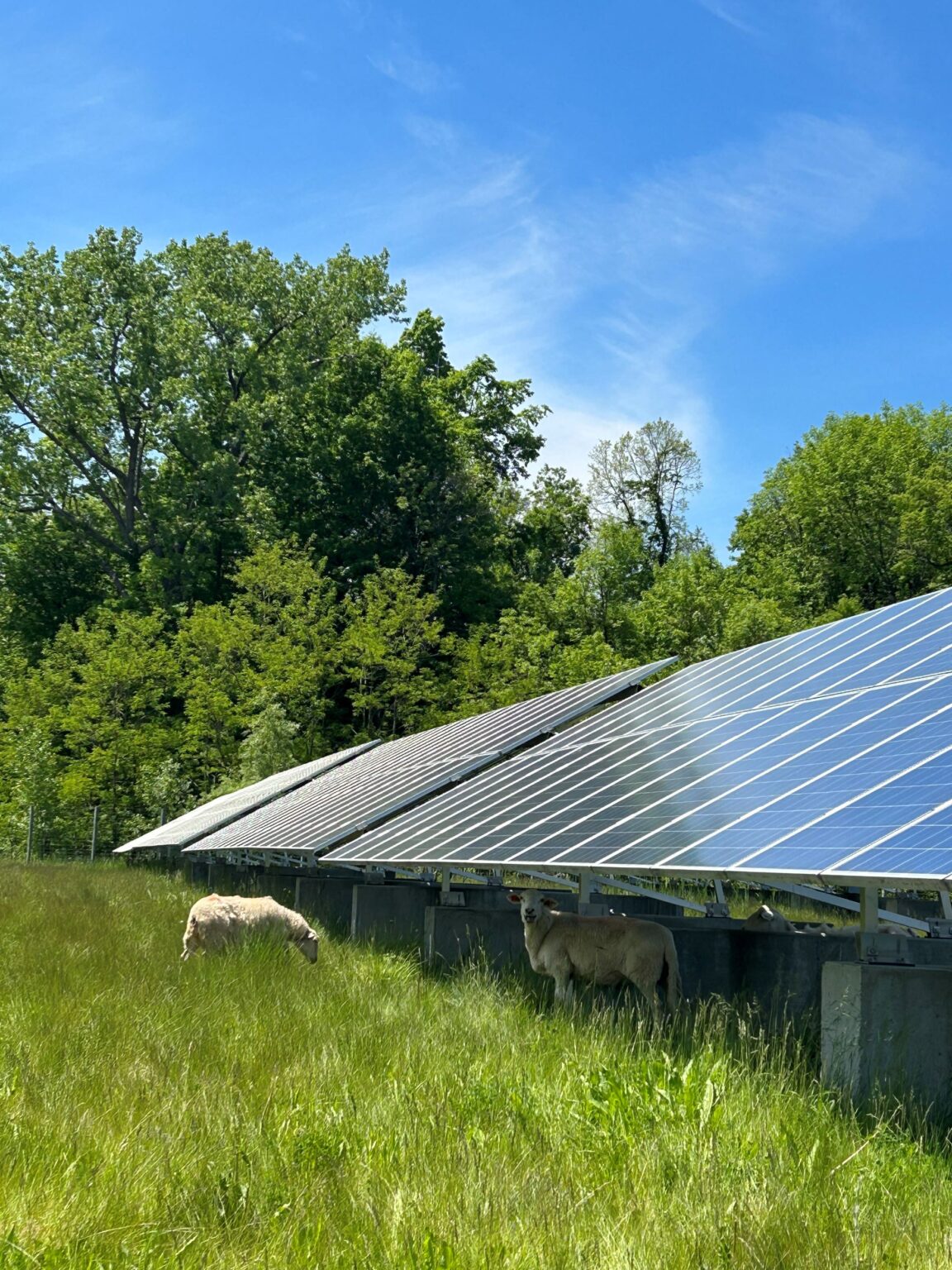 Solar Sheep | Saint Michael's College